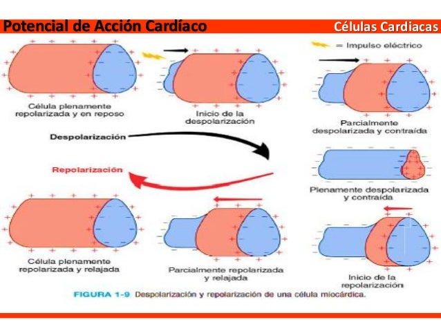 Célula cardiaca