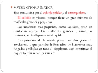 celula citoplasma del cuerpo humano y sus funciones | PPT
