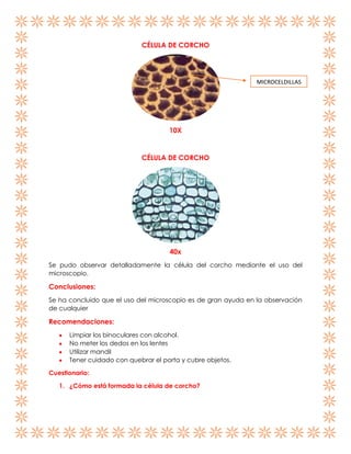 Celula de corcho | DOCX