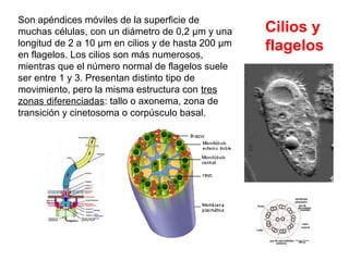 Celula eucariota | PPS
