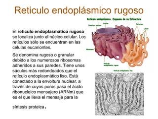 Celula eucariota | PPS