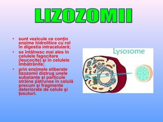 Celula eucariota | PPS