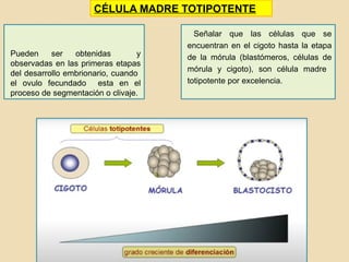 celula madre -Diferenciacion-Celular.pptx