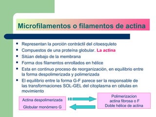 Citoesqueleto y estructuras microtubulares | PPT | Endocrine and ...