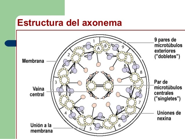 Citoesqueleto y estructuras microtubulares
