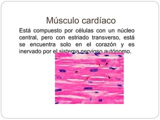 Célula muscular | PPTX