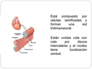 Célula muscular | PPTX