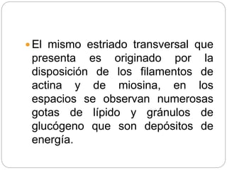 Célula muscular | PPTX