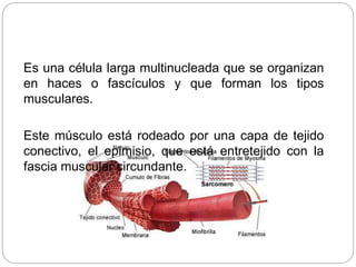 Célula muscular | PPTX
