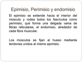 Célula muscular | PPTX