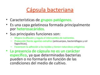 Celula procariota (PARTES) | PPT
