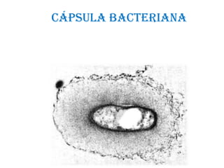Celula procariota (PARTES) | PPT