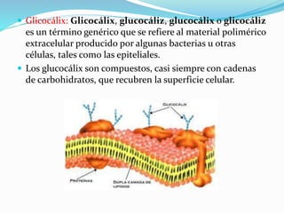 Celula procariota | PPTX