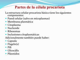 Estructura De La Celula Procariota Ppt