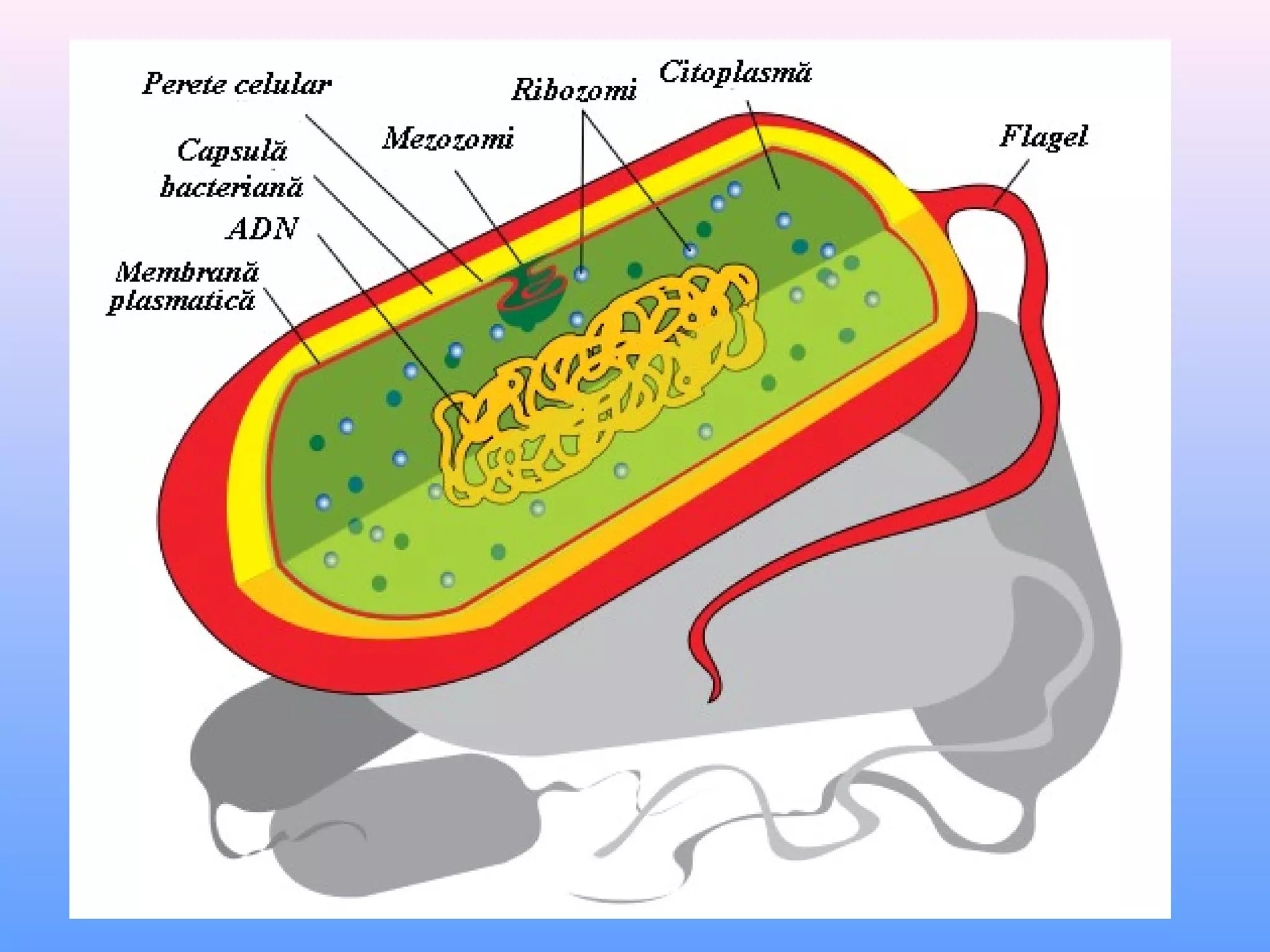 Celula procariota | PPT
