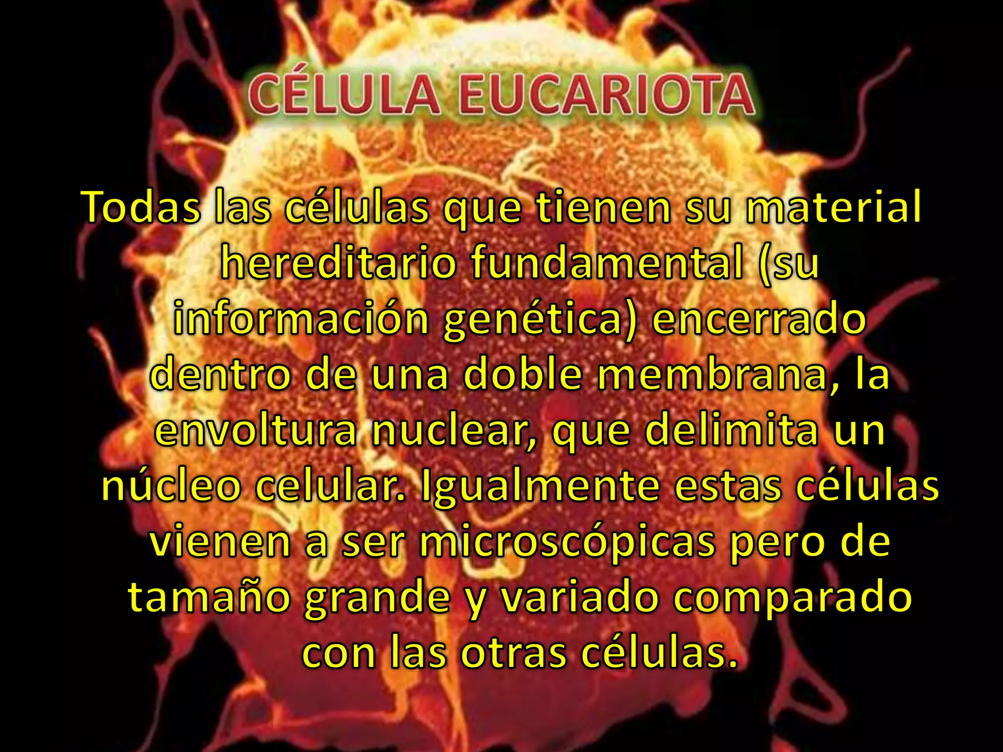 Celula procariota eucariota | PPTX