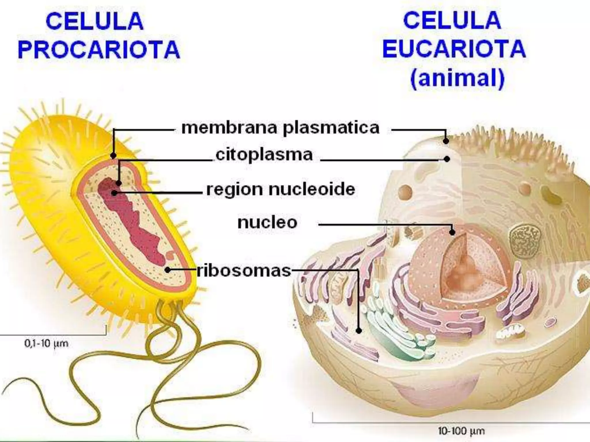 Celula procariota eucariota | PPTX