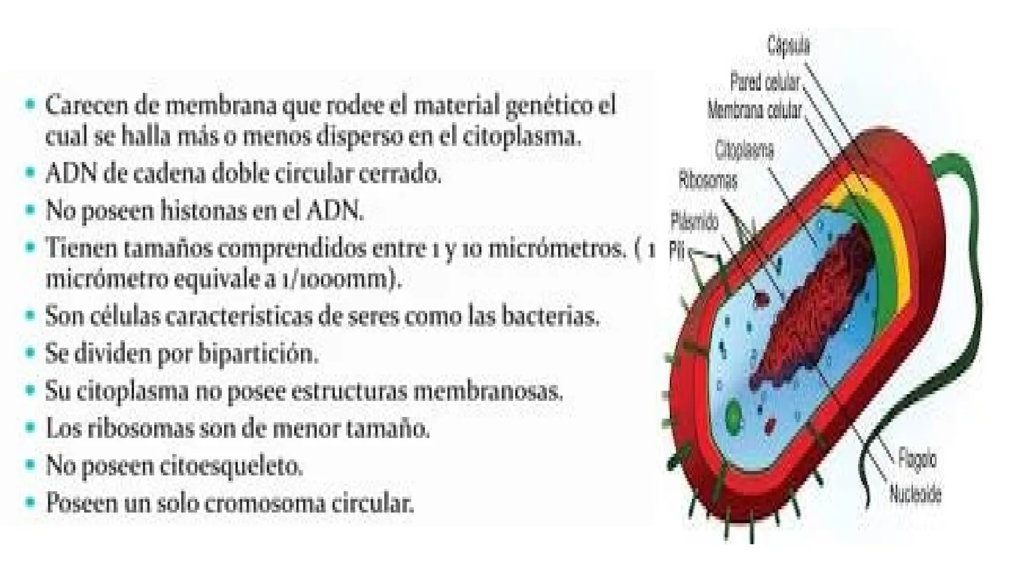las celulas procarioticas y su importancia | PPTX