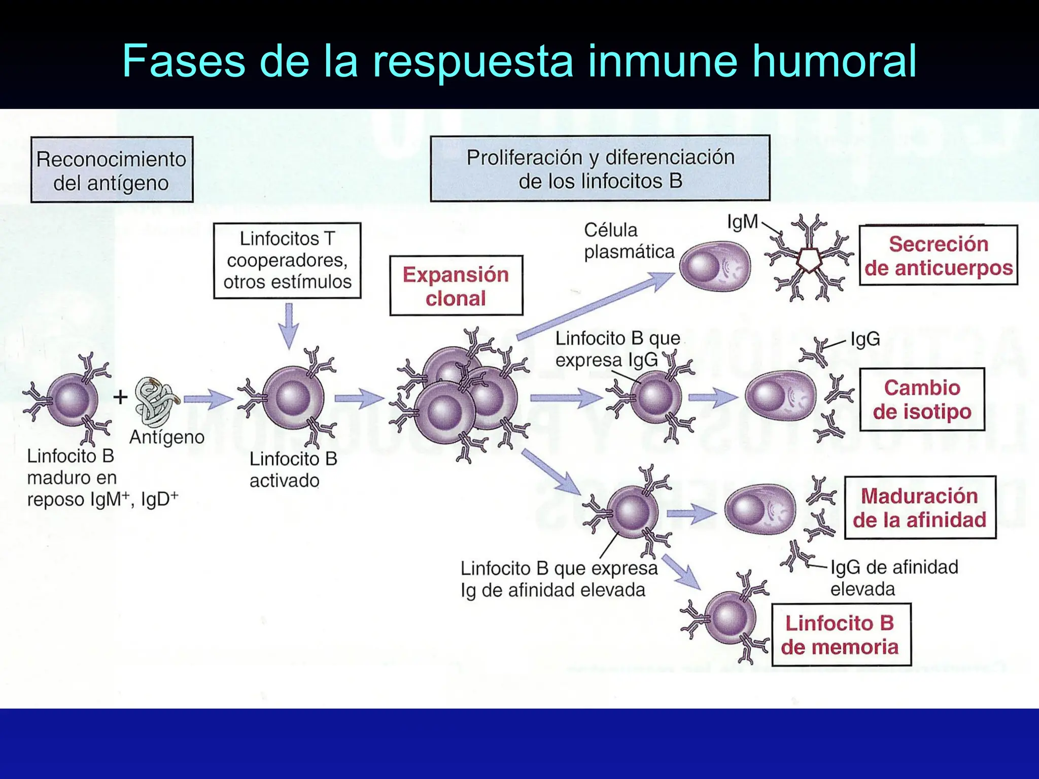 Células B e Inmunidad Humoral. Células del sistema inmunológico | PPT