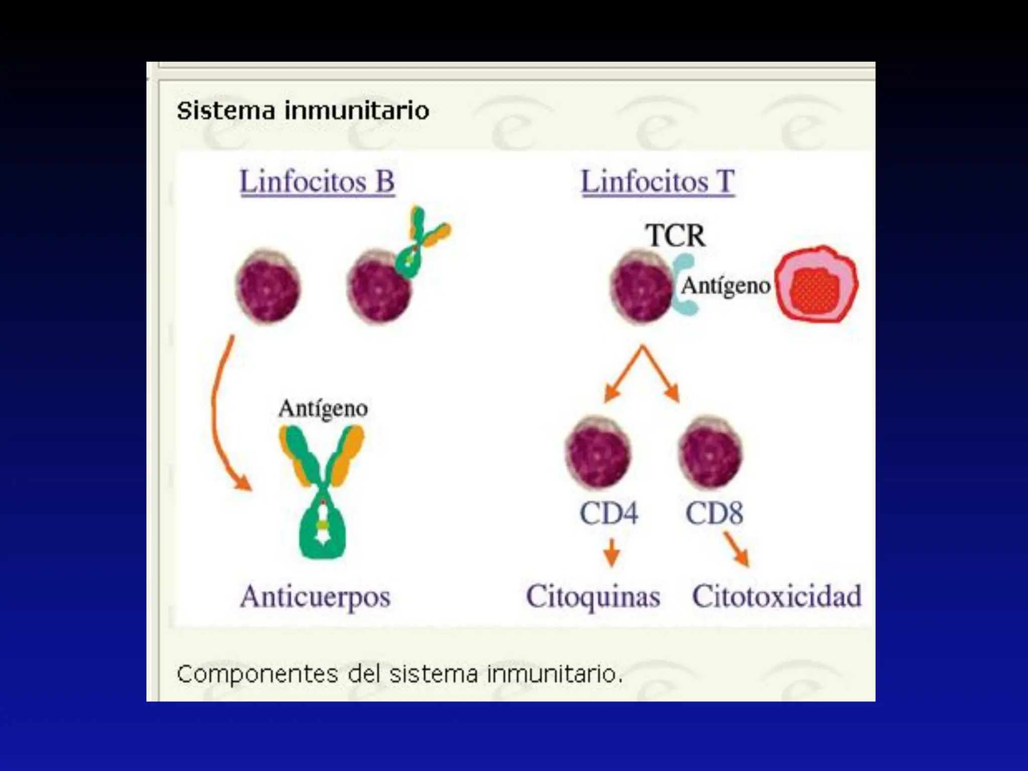 Células B e Inmunidad Humoral. Células del sistema inmunológico | PPT