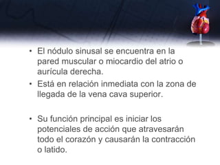 celulas cardiacas.pptx