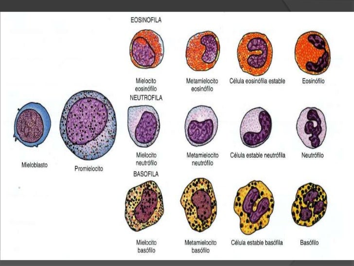Celulas de la sangre