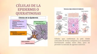Celulas del cuerpo humano | ODP
