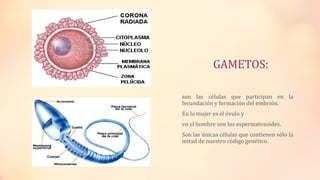Celulas del cuerpo humano | ODP