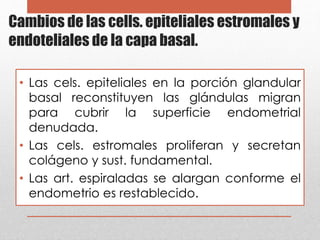 Celulas del endometrio | PPTX