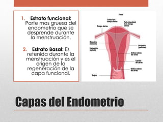 Celulas del endometrio | PPTX