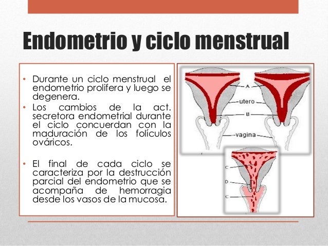 Celulas del endometrio
