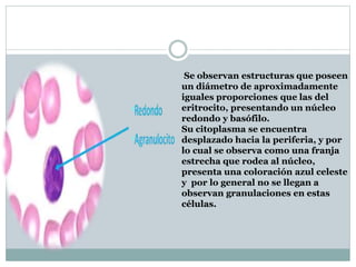 Celulas de leucocitos | PPTX