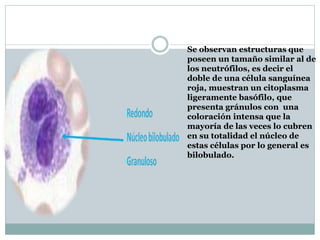 Celulas de leucocitos | PPTX
