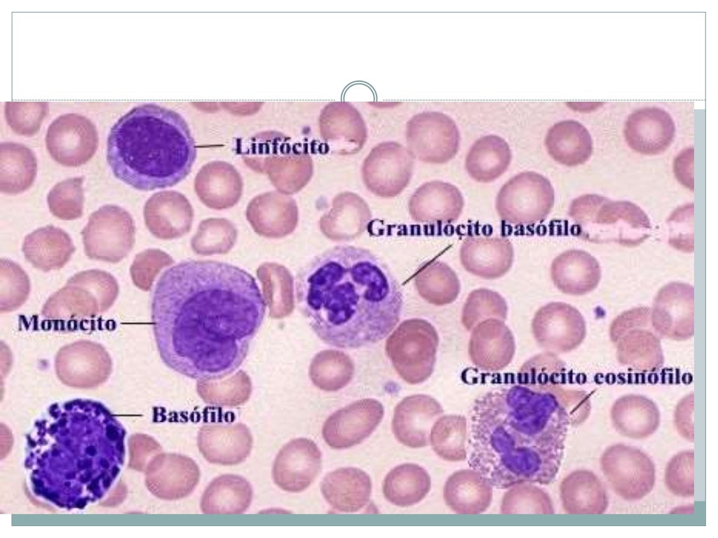 Celulas de leucocitos