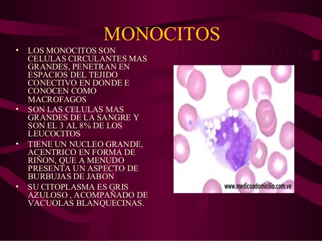 Celulas del sistema inmune histologia