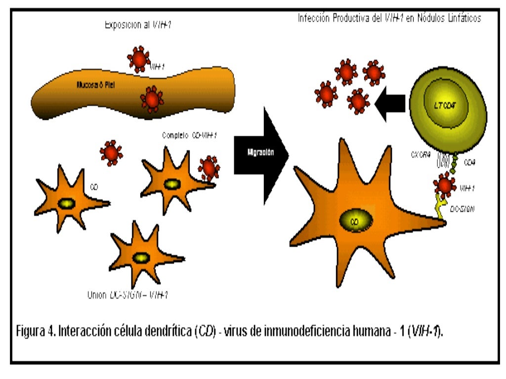 Celulas dendriticas