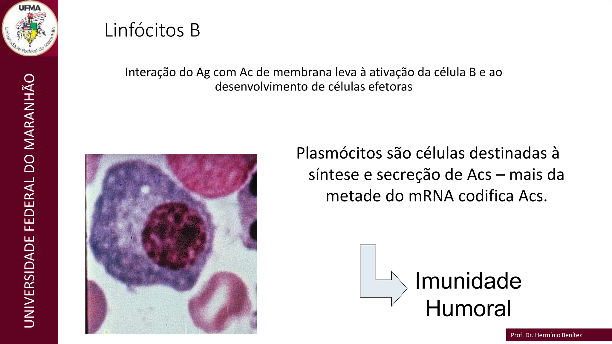 celulas do sistema imune e suas principais características de | PPT