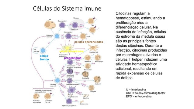 celulas do sistema imune e suas principais características de | PPT