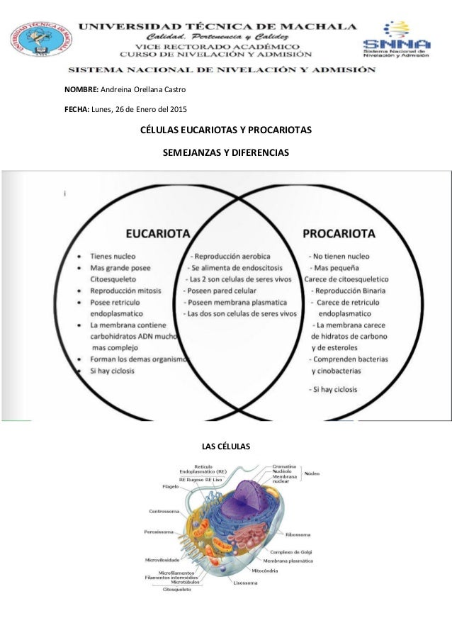 Semejanzas Y Diferencias De La Célula Eucariota Y Procariota