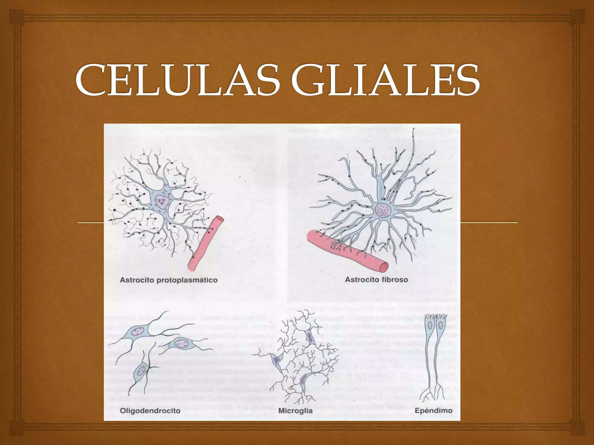 Celulas gliales | PPTX
