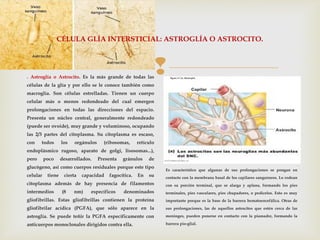 Celulas glias | PPT