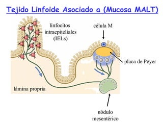 Celulas hematopoyeticas | PDF