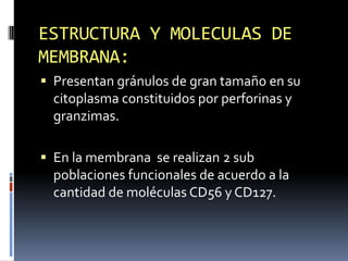 Celulas linfoides | PPT