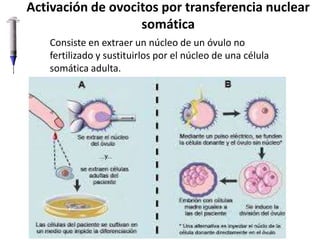 Celulas madre | PPT
