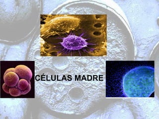 Celulas madre | PPT