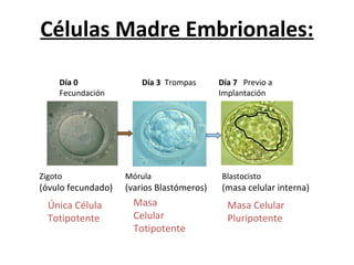 Celulas madre | PPT