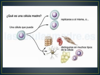 Celulas madre | PPTX