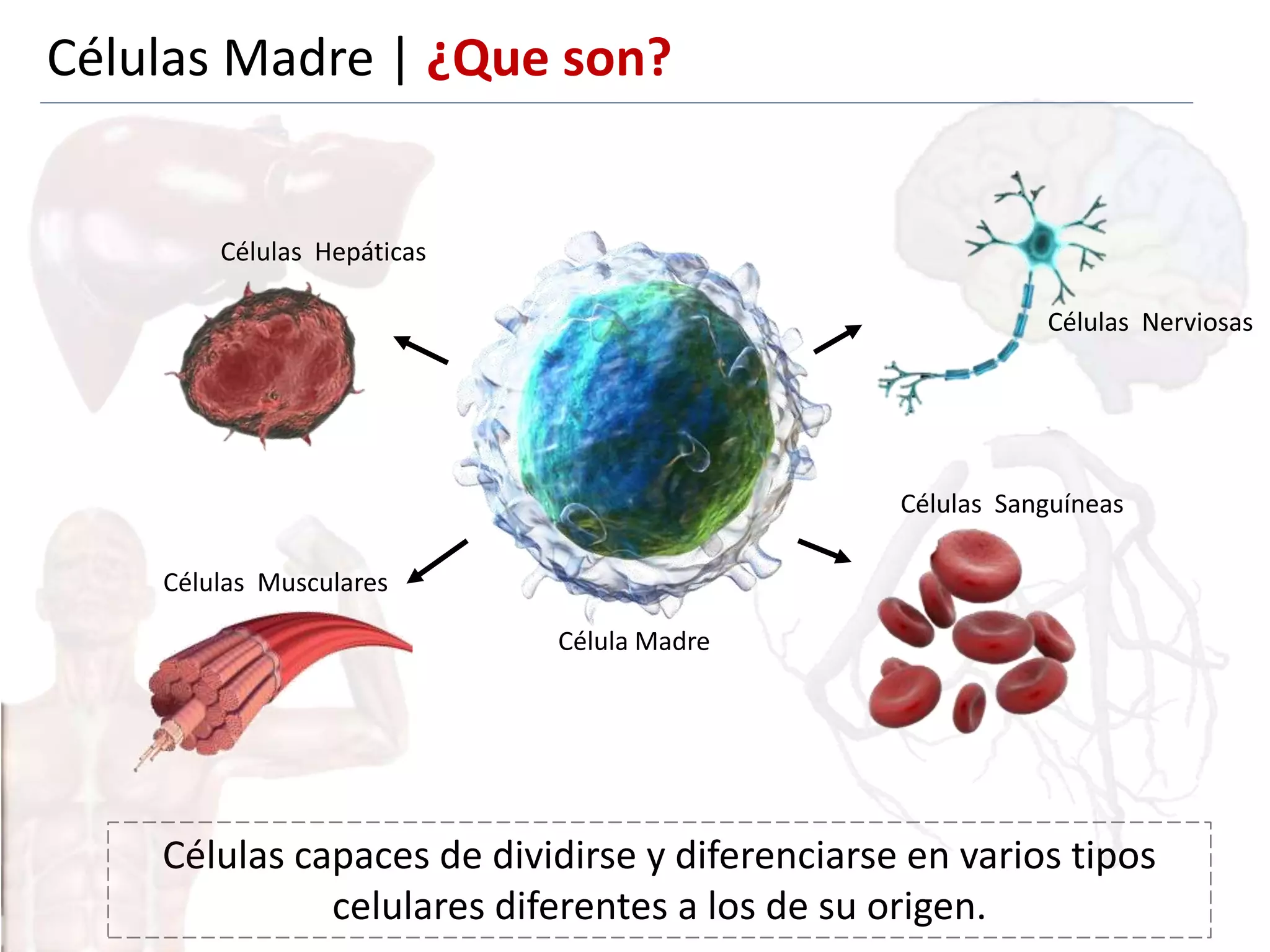 Células Madre [Stem Cells] | PPTX