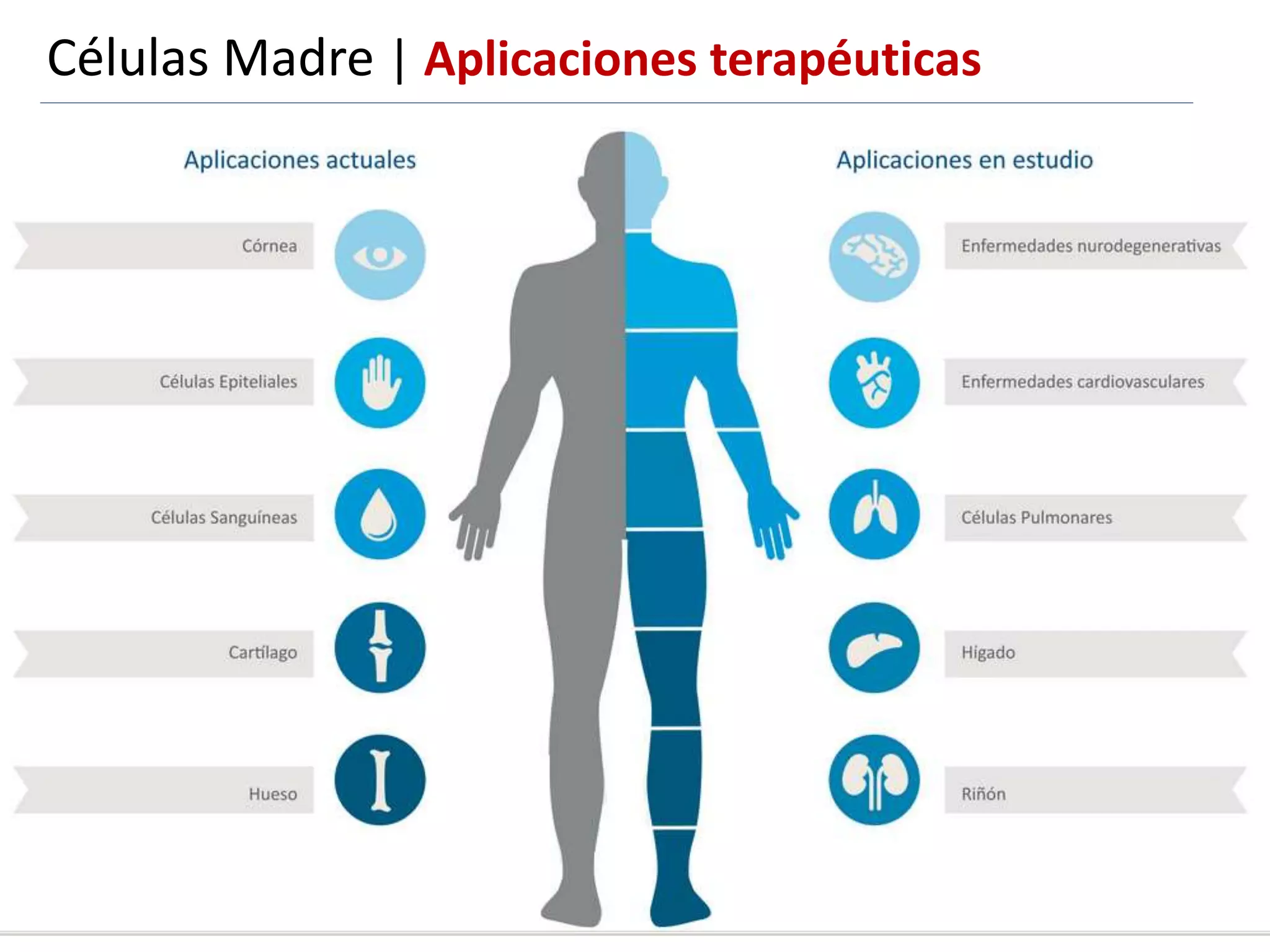 Células Madre [Stem Cells] | PPTX
