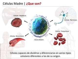 Células Madre [Stem Cells] | PPTX